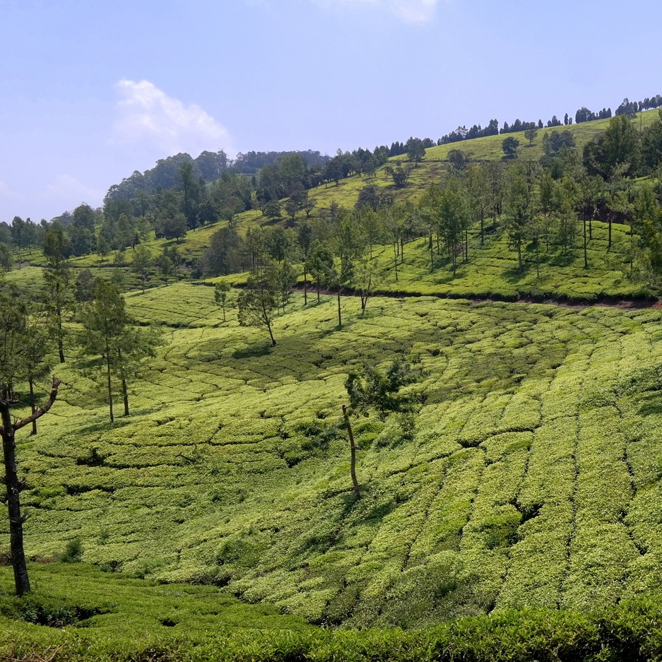 [Indie] Góry Nilgiri i plantacje herbaty – Południe Indii - Move Our World